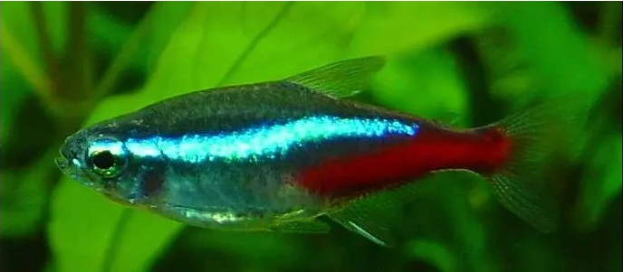 Nemoci neonek a jak jim předcházet - ZOO Braník
