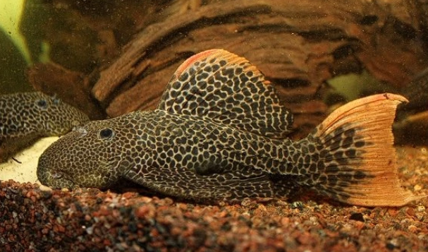 Krunýřovci (Loricariidae) – Fascinující plecos pro každé akvárium - ZOO ...