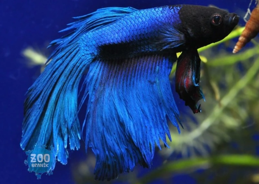 Bojovnice pestrá (Betta splendens) – Král akvárií - ZOO Braník