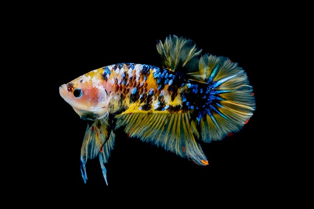 Betta Bojovnice - ZOO Braník