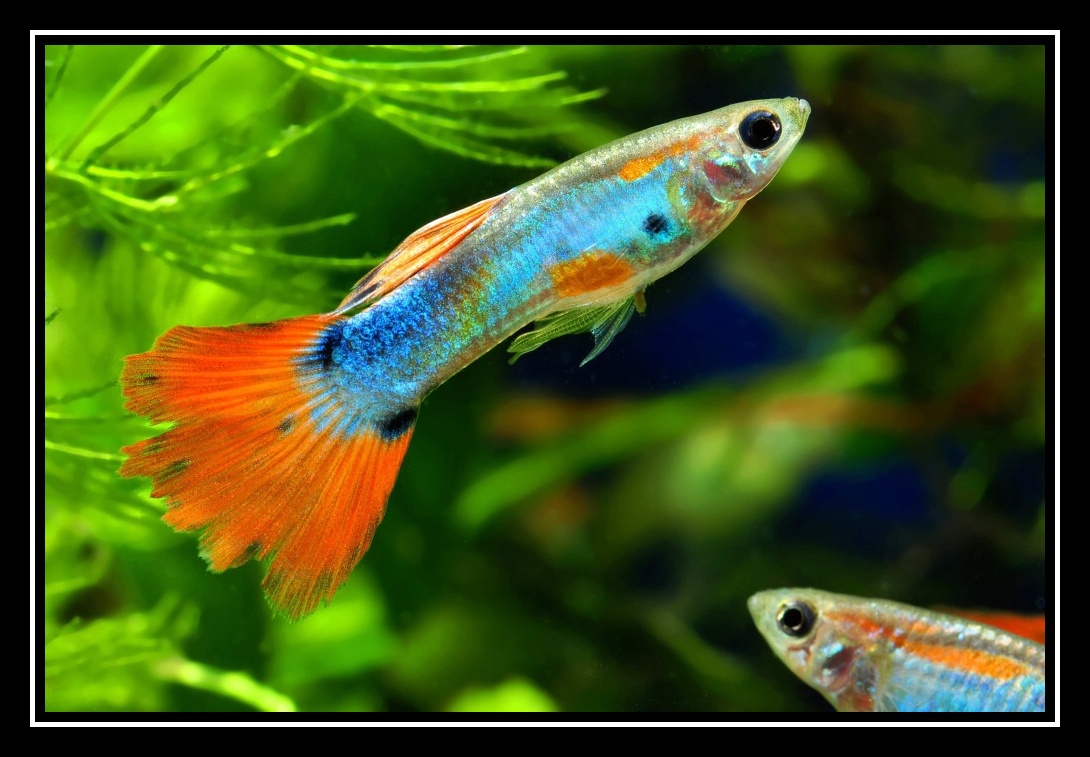 Živorodky - ZOO Braník